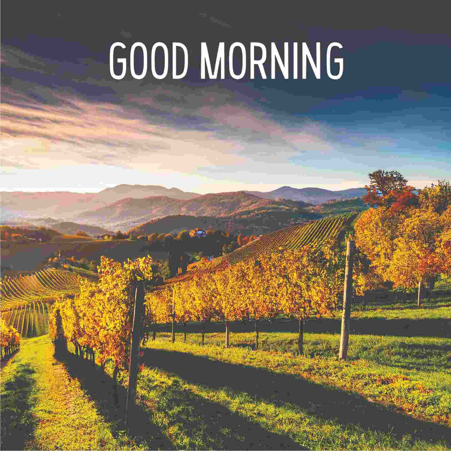 Good Morning 4k Images With Es Infoupdate